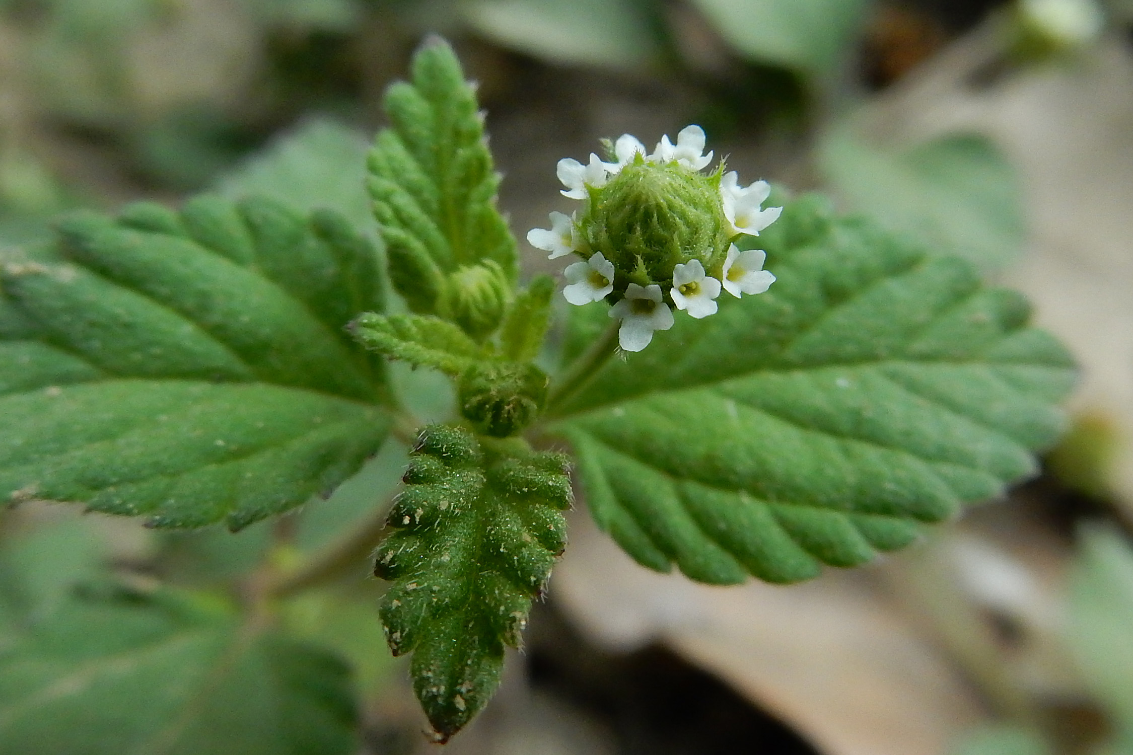 Index of /Photos-final-Yolo/6x4